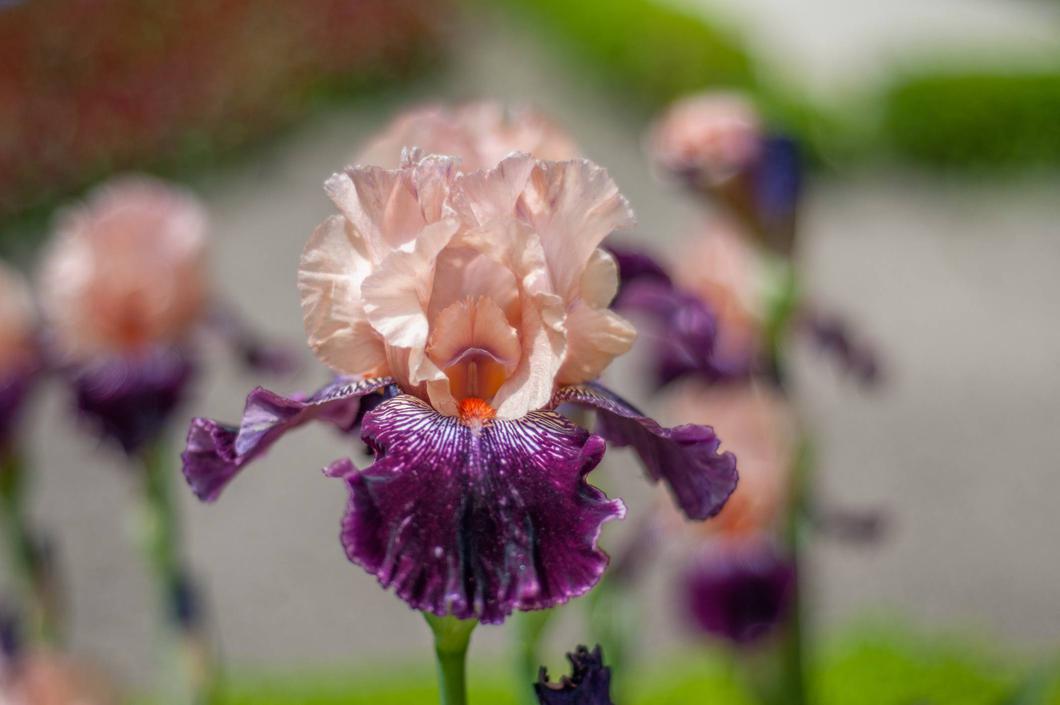 Iris-Pflanzenprofil | qiqixie